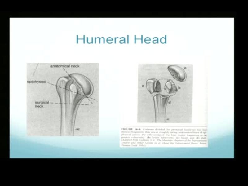 Humeral Head - Orthogate